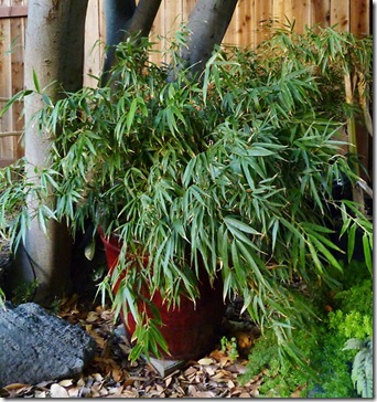 Bamboos in our back yard